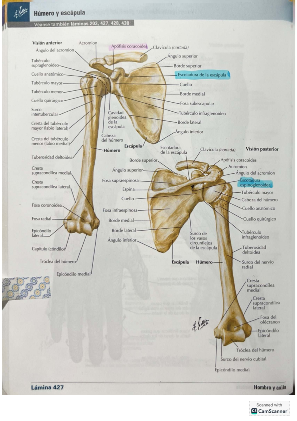 Apuntes sobre el Húmero y Escápula - Anatomía y Músculos - Studocu