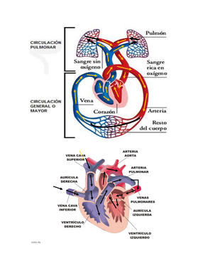 Radi o y ulna (cúbito) Anatomía y funciones Kenhub - Radio y ulna ...