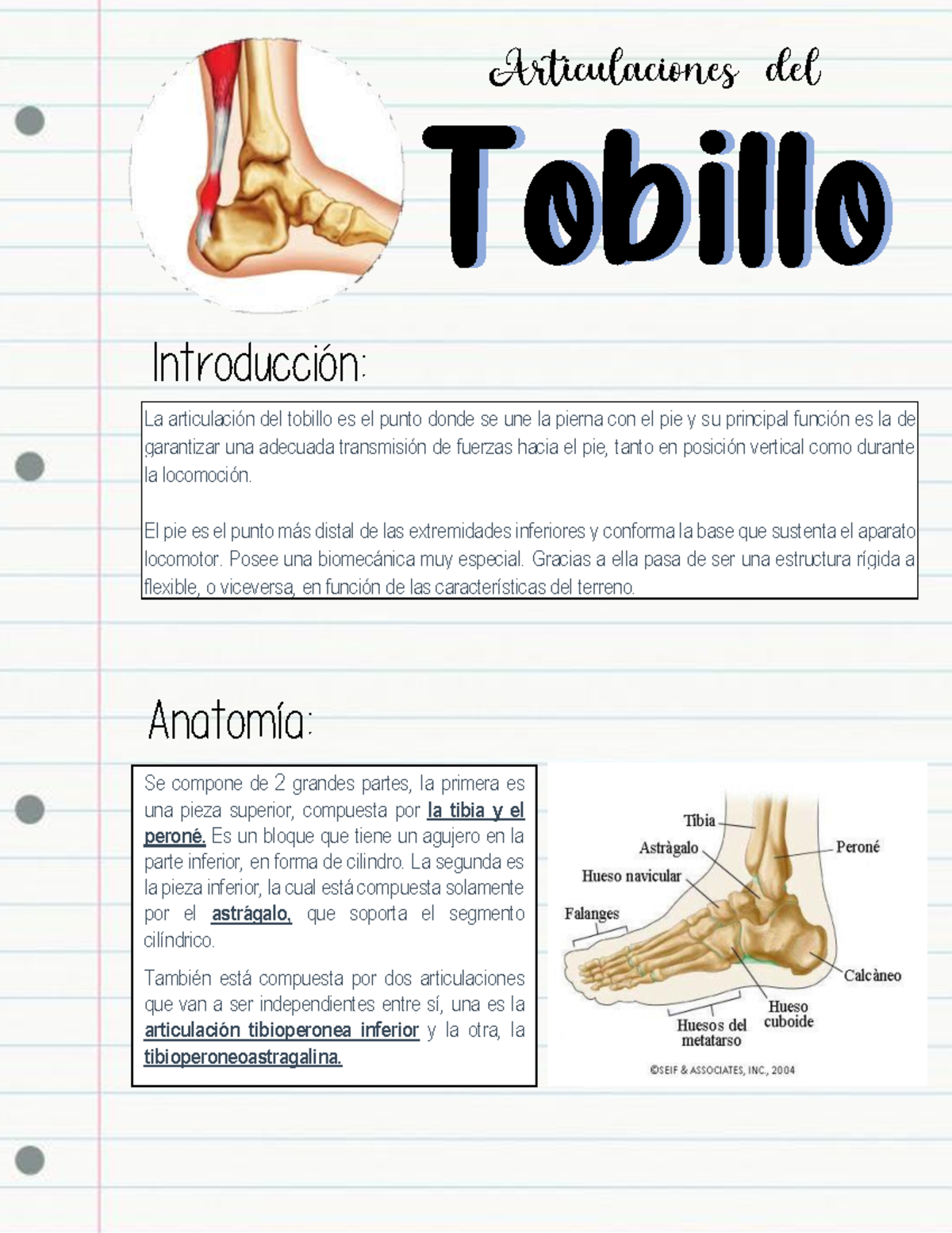 Anatomía De La Articulación Del Tobillo Articulación Del Tobillo