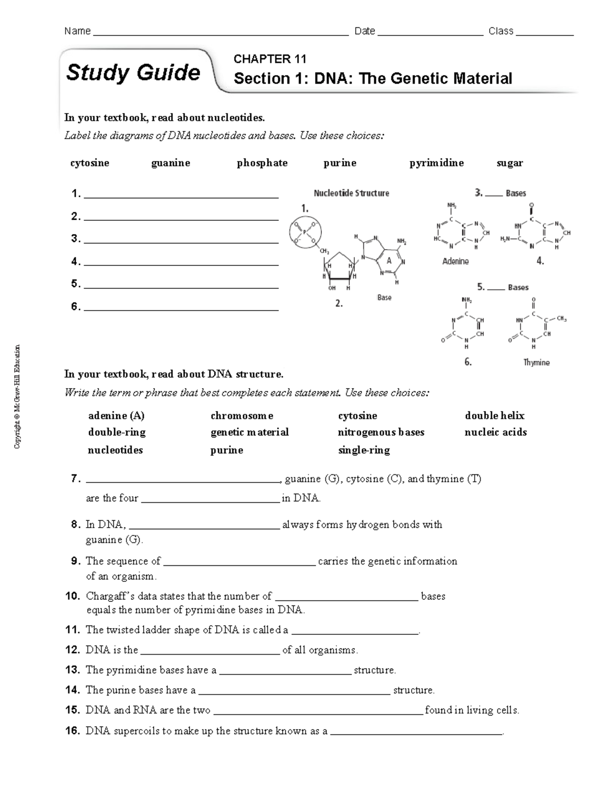 Chapter 11 Study Guide: Molecular Genetics Overview - Studocu