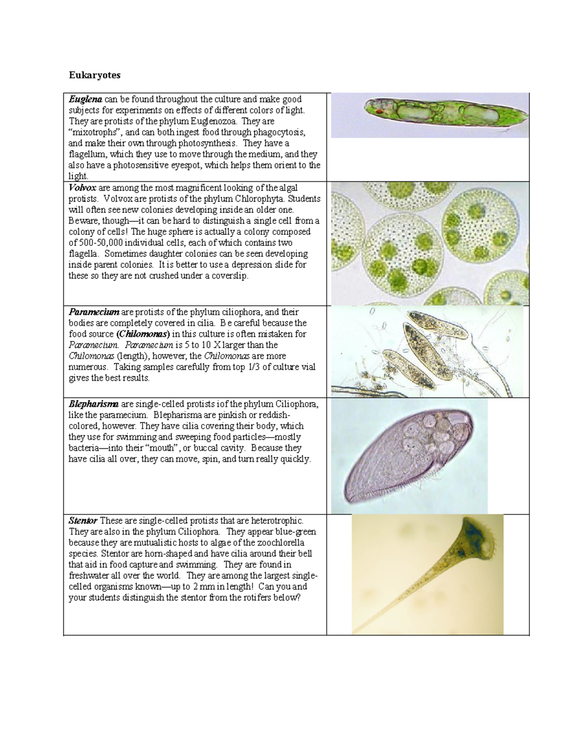 Exploring Freshwater Protists: Eukaryotic Organisms Study (BIO101 ...