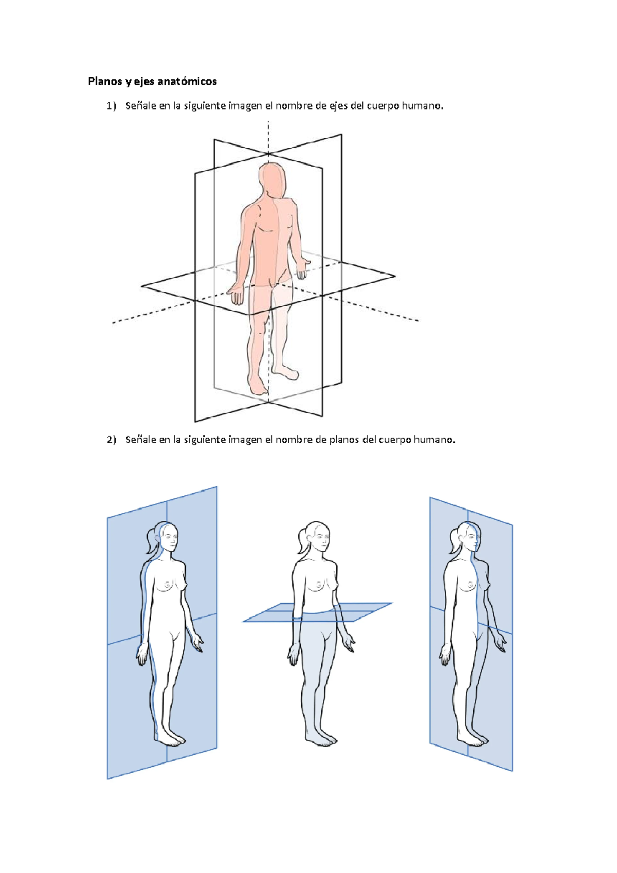 Planos y ejes anatómicos-1 - Planos y ejes anatómicos Señale en la siguiente imagen el nombre de ...