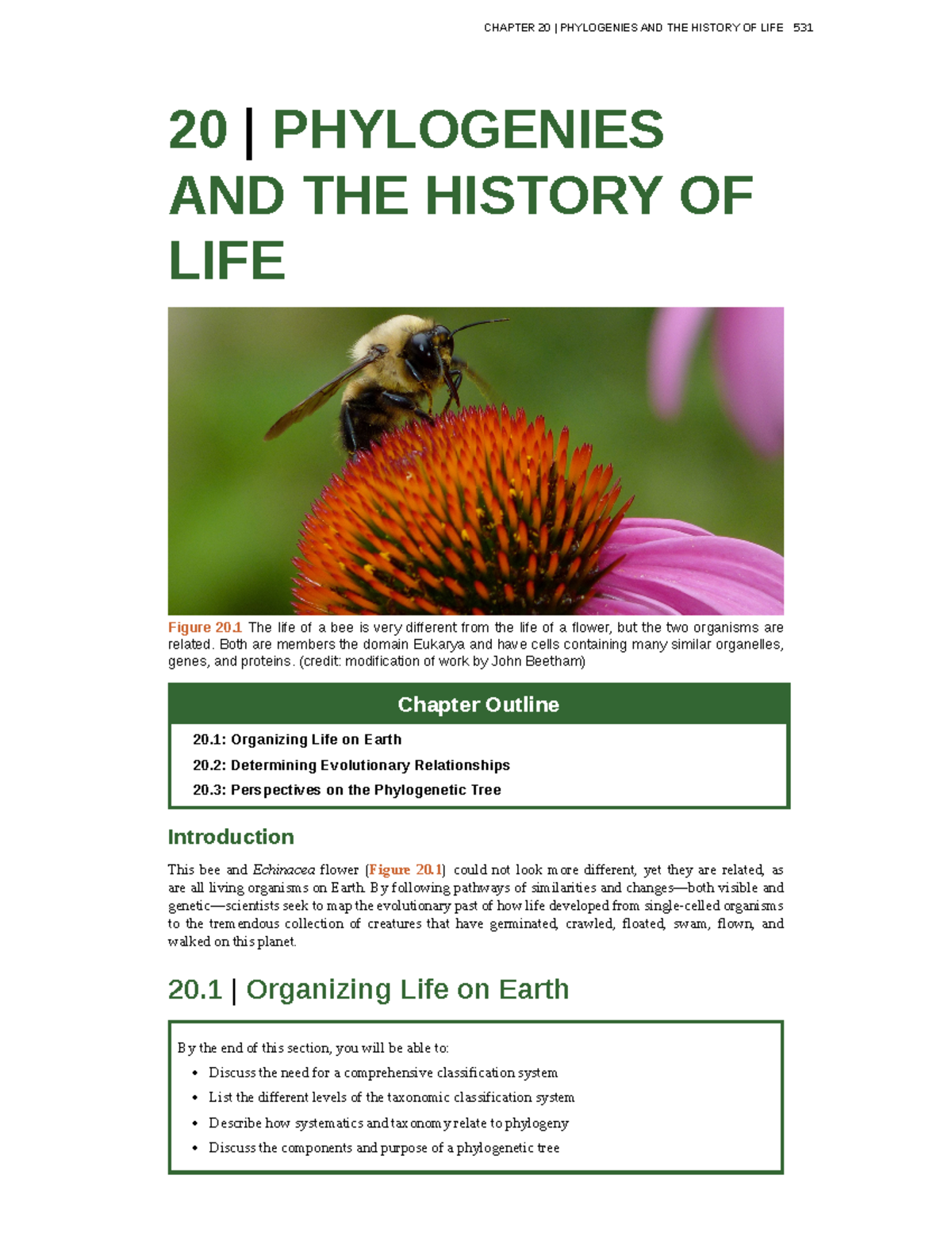 CHAPTER 20 PHYLOGENIES AND THE HISTORY OF LIFE: Understanding ...