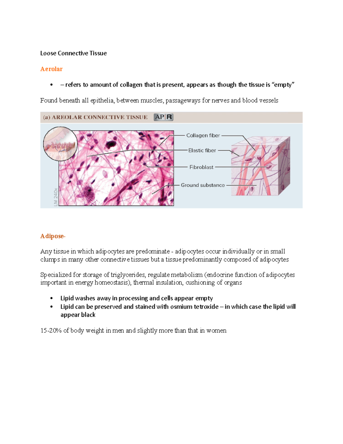 Loose Connective Tissue - Loose Connective Tissue Aerolar – refers to ...