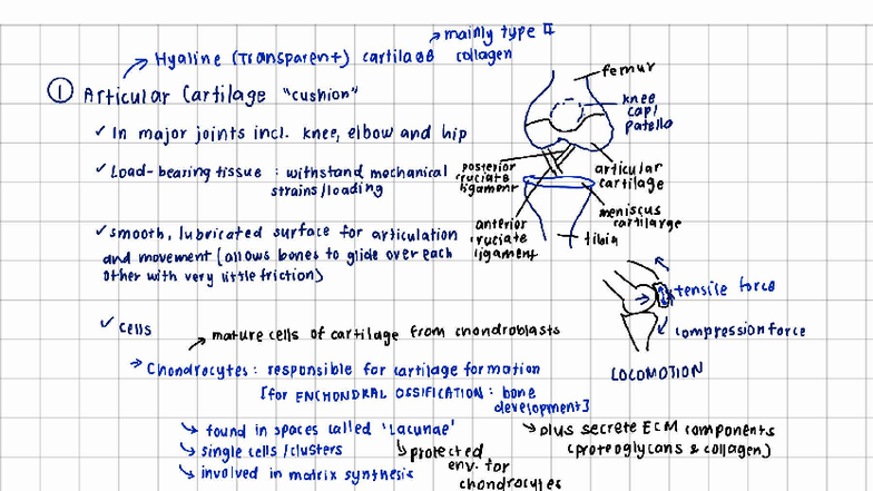 Cartilage and Skin: Insights into Structure and Function (L7 251006 ...