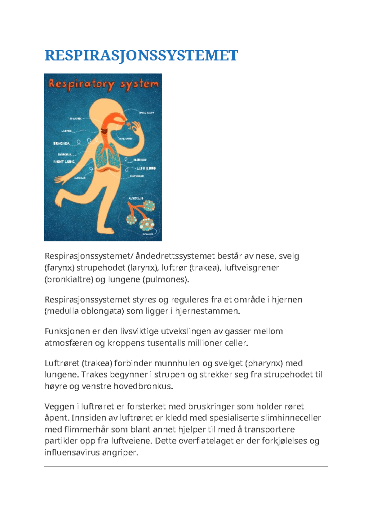 Respirasjonssystemet: Struktur og Funksjon (Kurskode: Respirasjon a ...