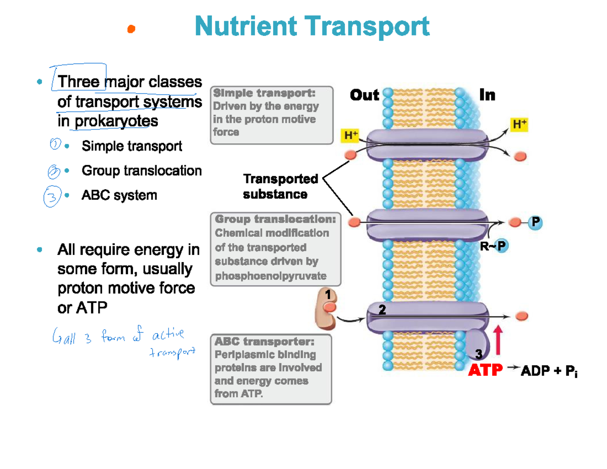 Nutrient Transport Mechanisms in Prokaryotes: Lecture Notes (BIOL 201 ...