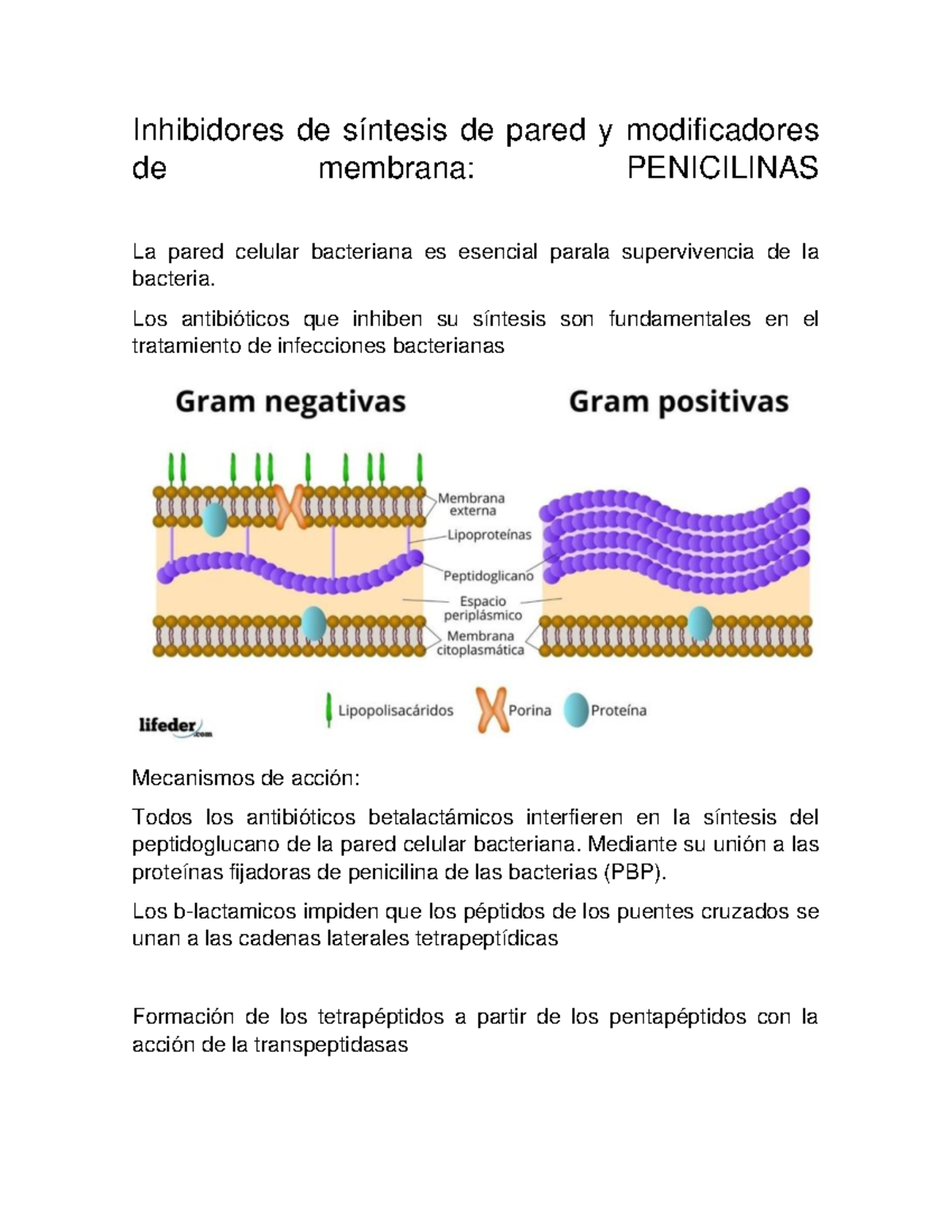 Inhibidores de Síntesis de Pared: Penicilinas y su Mecanismo de Acción ...
