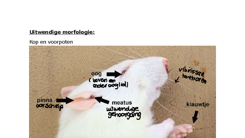 Rat foto's - rat foto's - Practicum: basisobservaties cytologie ...