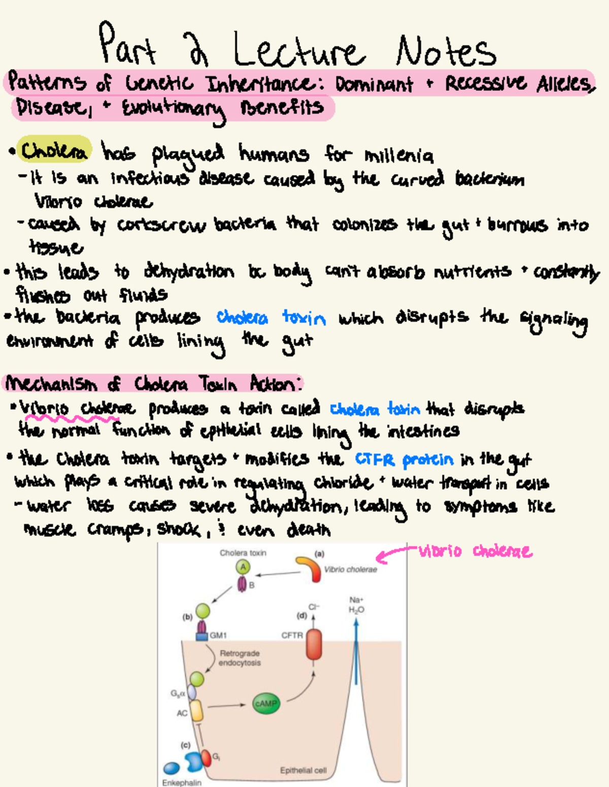 Genetic Inheritance Patterns: Meiosis, Cystic Fibrosis & Dominance ...