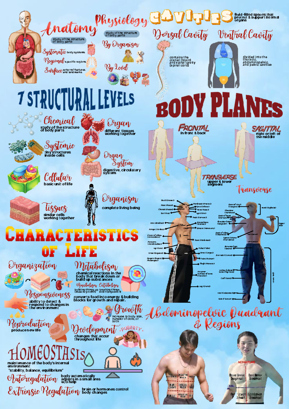 Infographics for Intro to Anatomy & Physiology: Body Structures - Studocu