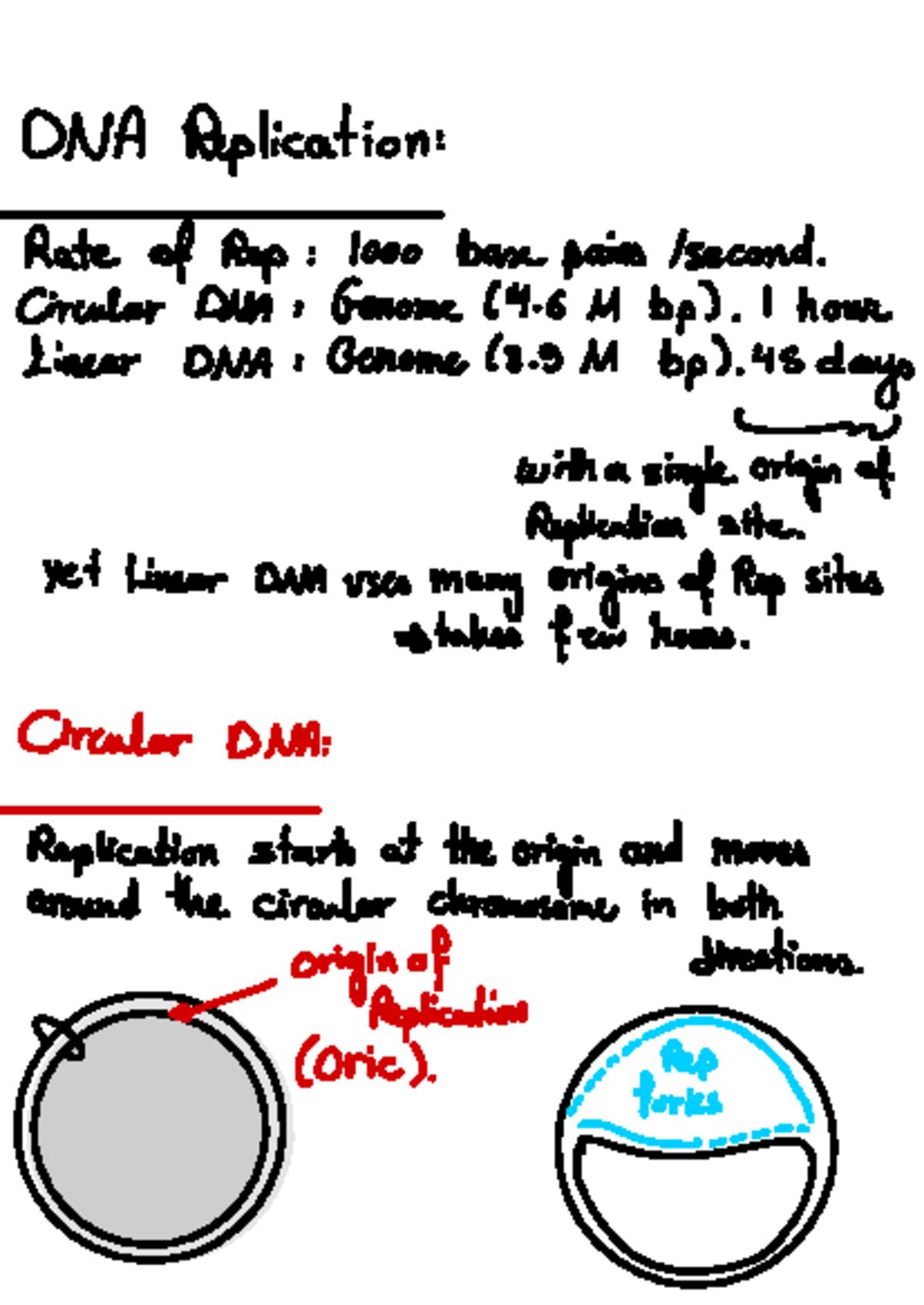 DNA Replication - Bioethics Essential Notes (BIO 101) - Studocu