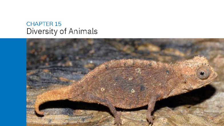 CHAPTER 15: Diversity of Animals - Exploring Animal Kingdom Features ...