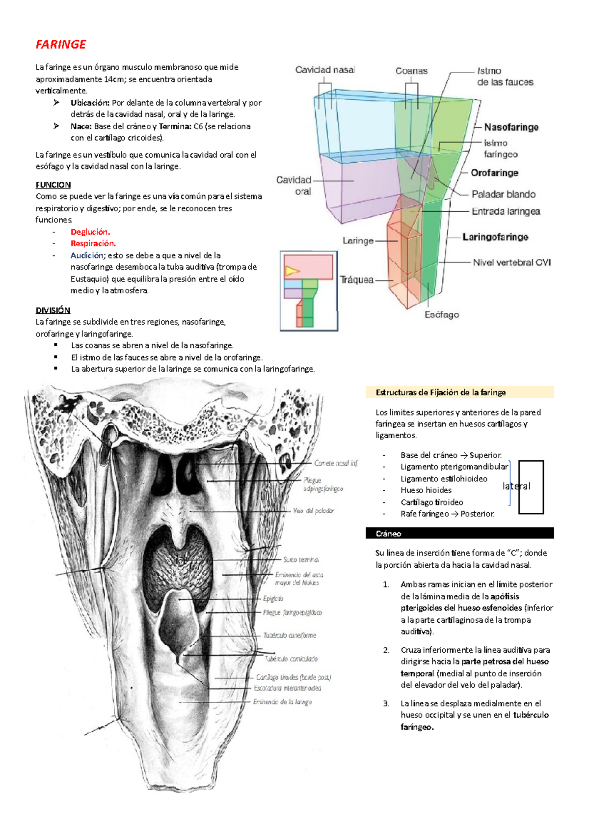 Faringe - Aparato respiratorio - FARINGE La faringe es un órgano ...