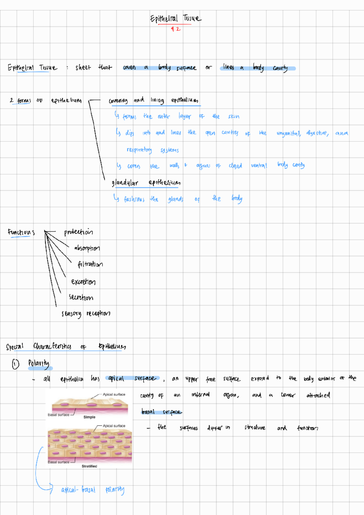 Epithelial Tissue Overview: Types, Functions, and Characteristics ...