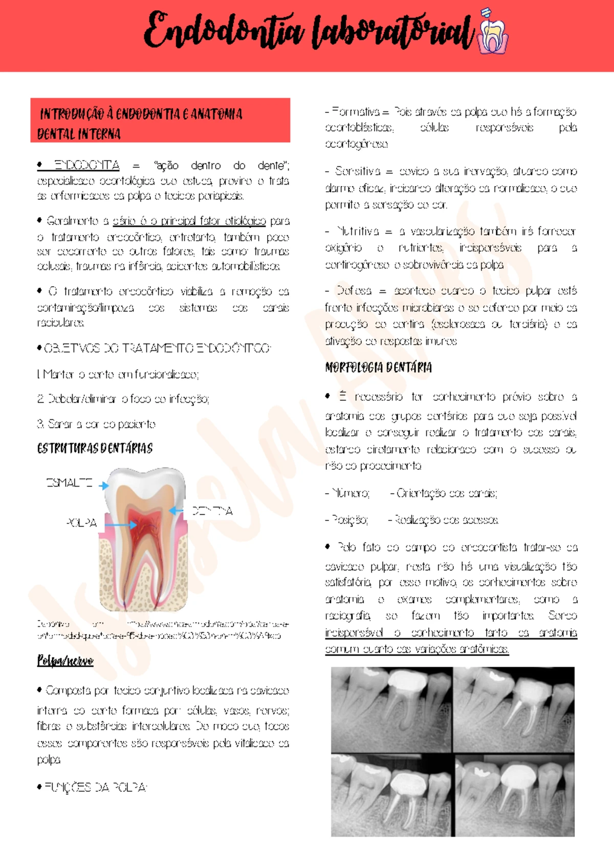 Anatomia do Canal Radicular: Estrutura e Função no Diagnóstico ...