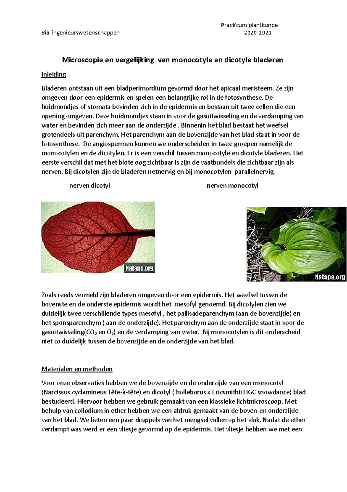 Vergelijkende studie van Monocotylen vs Dicotylen bladeren (Bio ...