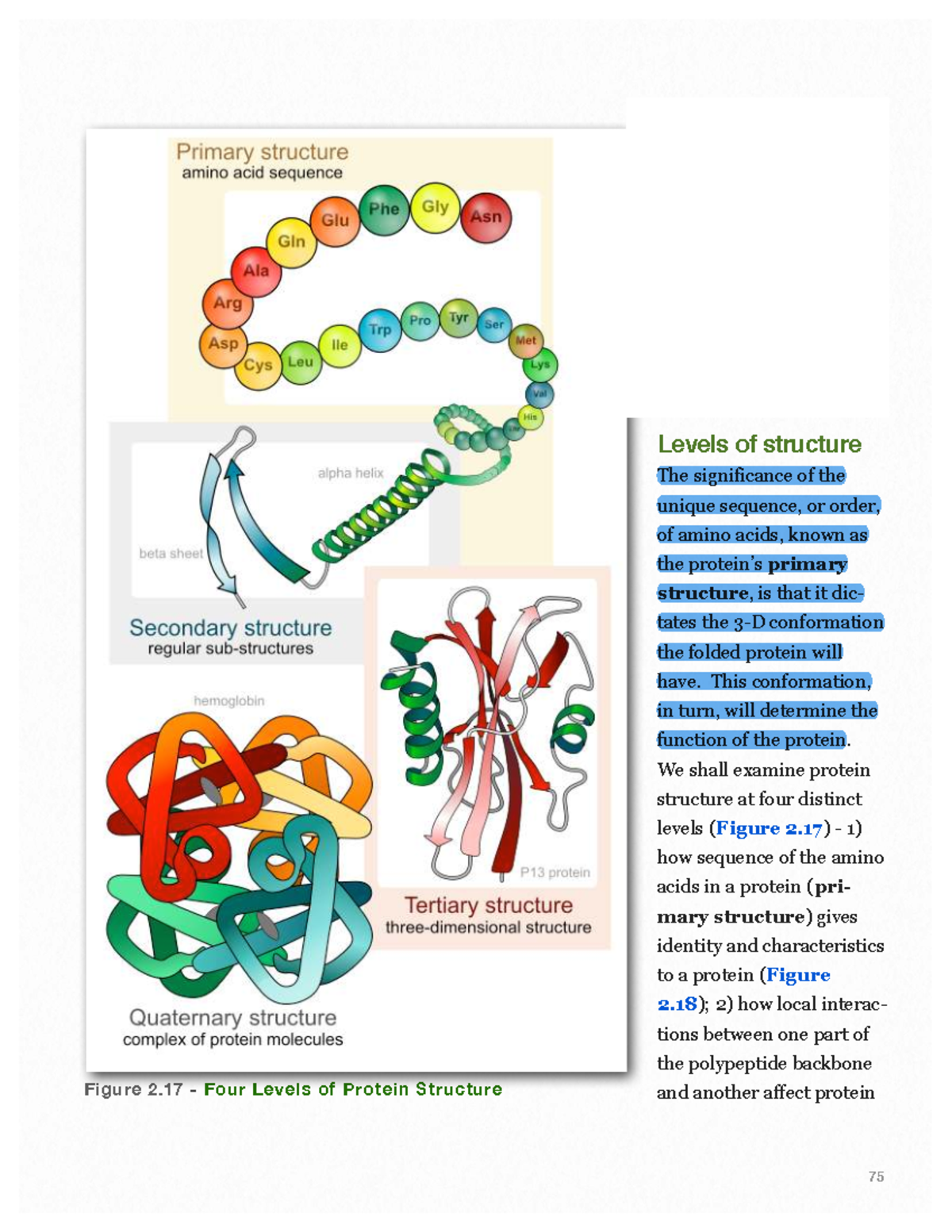 Biochemistry 101: Exploring Protein Structure and Function - Studocu