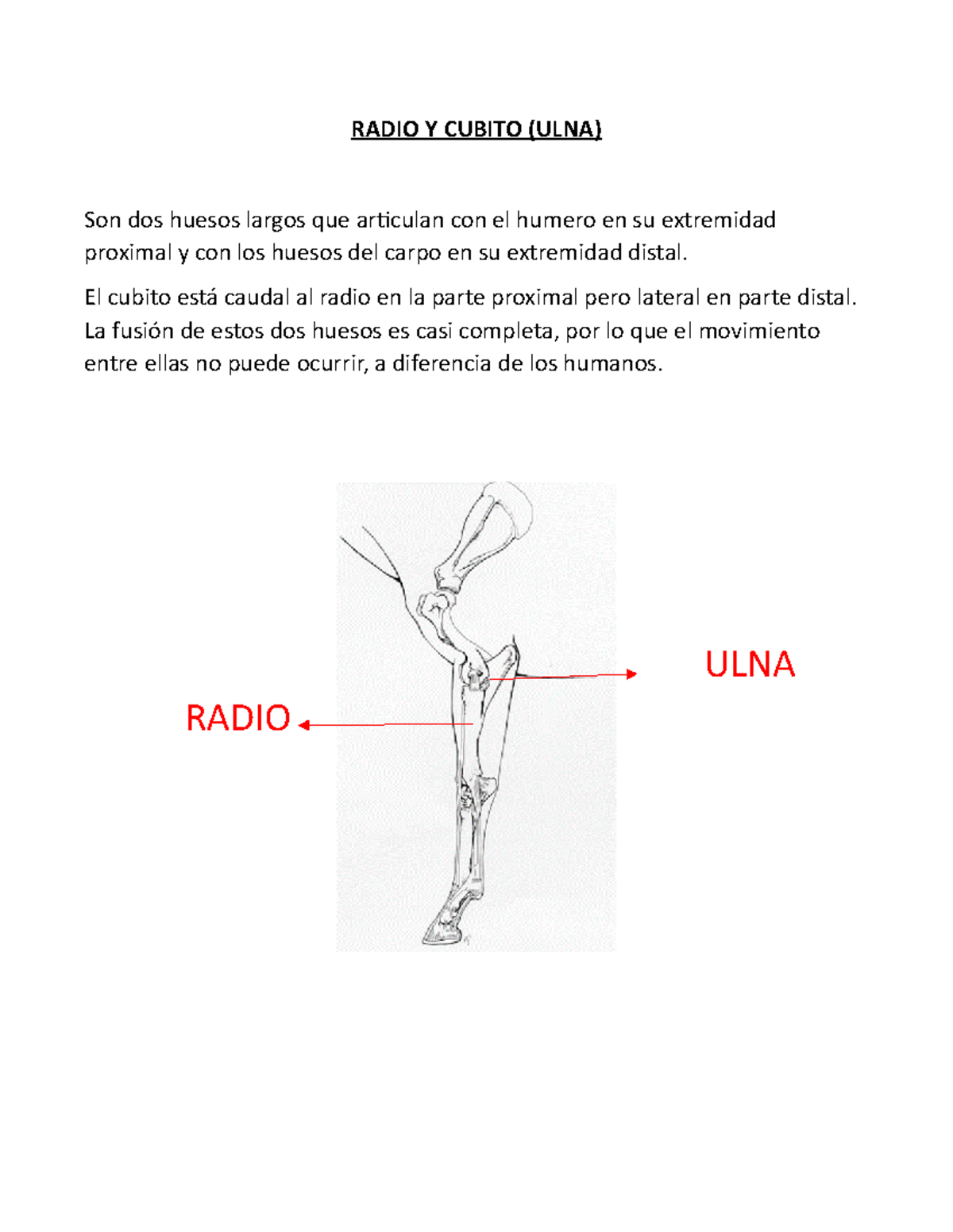 Notas sobre Radio y Cúbito (Ulna) para Estudio Anatómico - Studocu