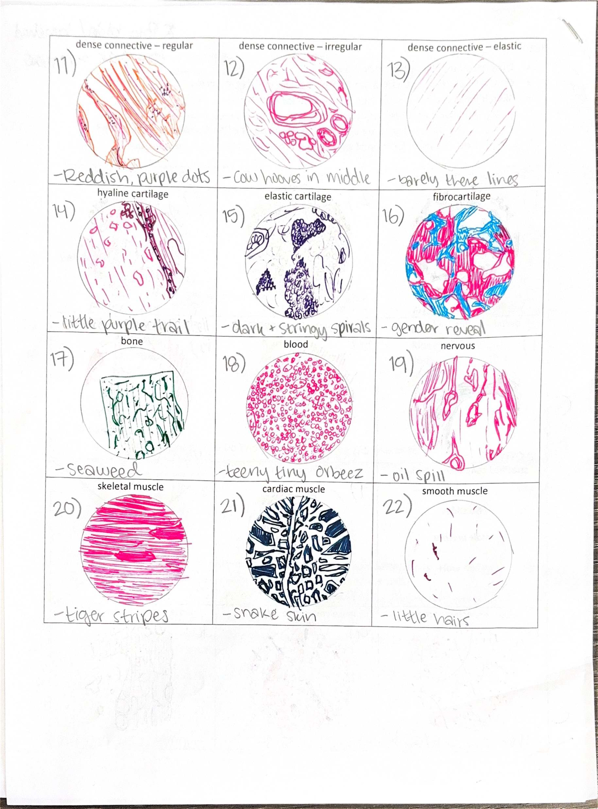 Basic Cell Histology: Microscope Images of Connective Tissues - Studocu