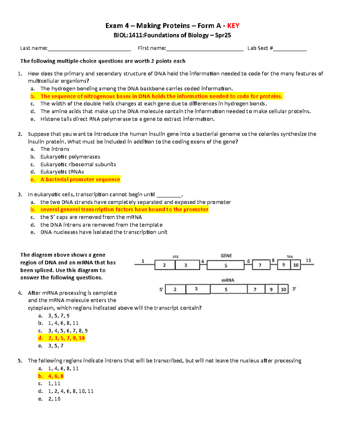 BIOL:1411 Exam 4 Key - Protein Synthesis & Gene Expression Concepts ...