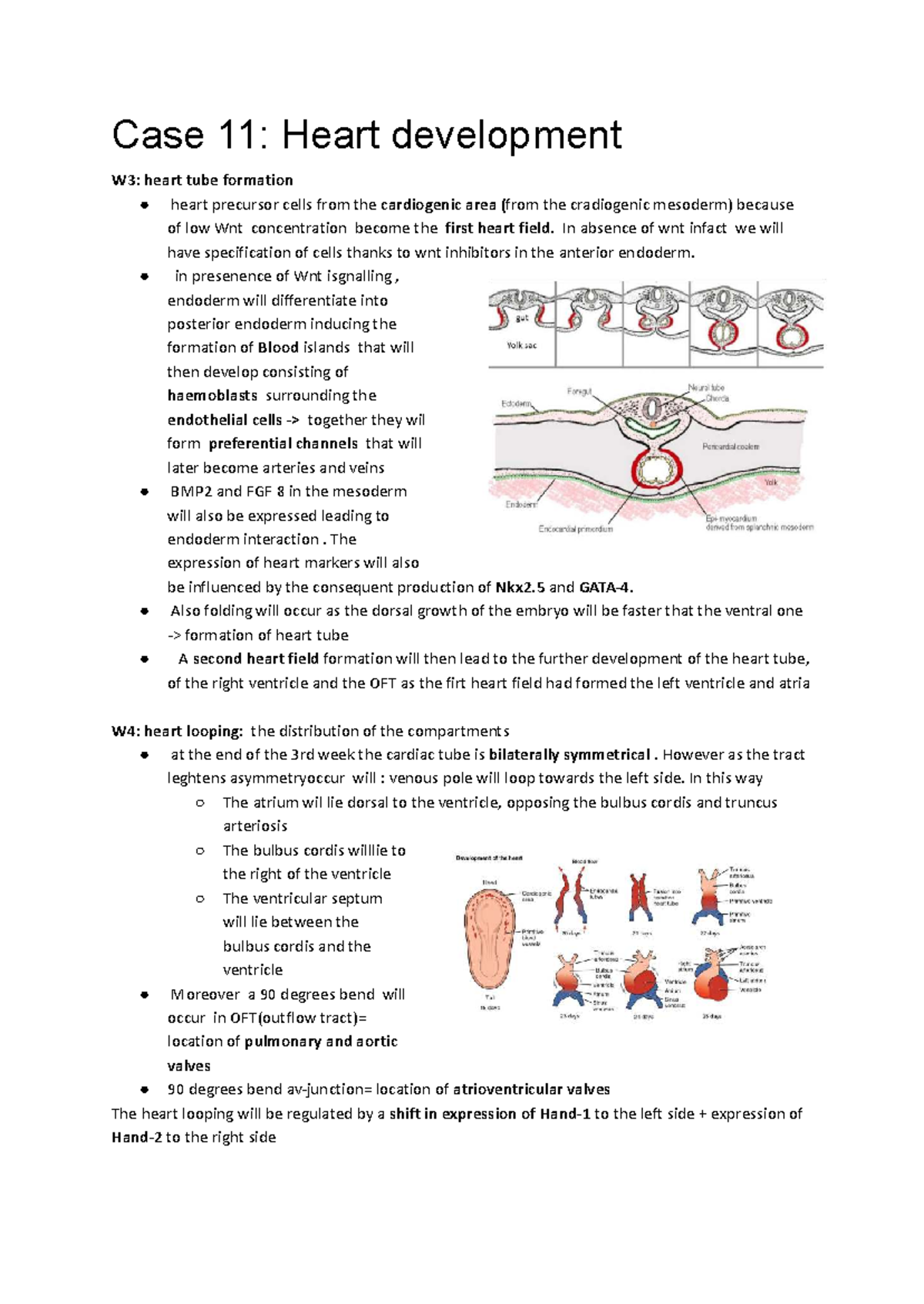 Case 11: Heart Development - Heart Tube Formation and Looping - Studeersnel