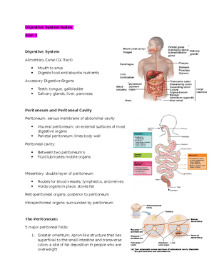 Reproductive System Notes - Reproductive System A&P 2 Primary sex ...