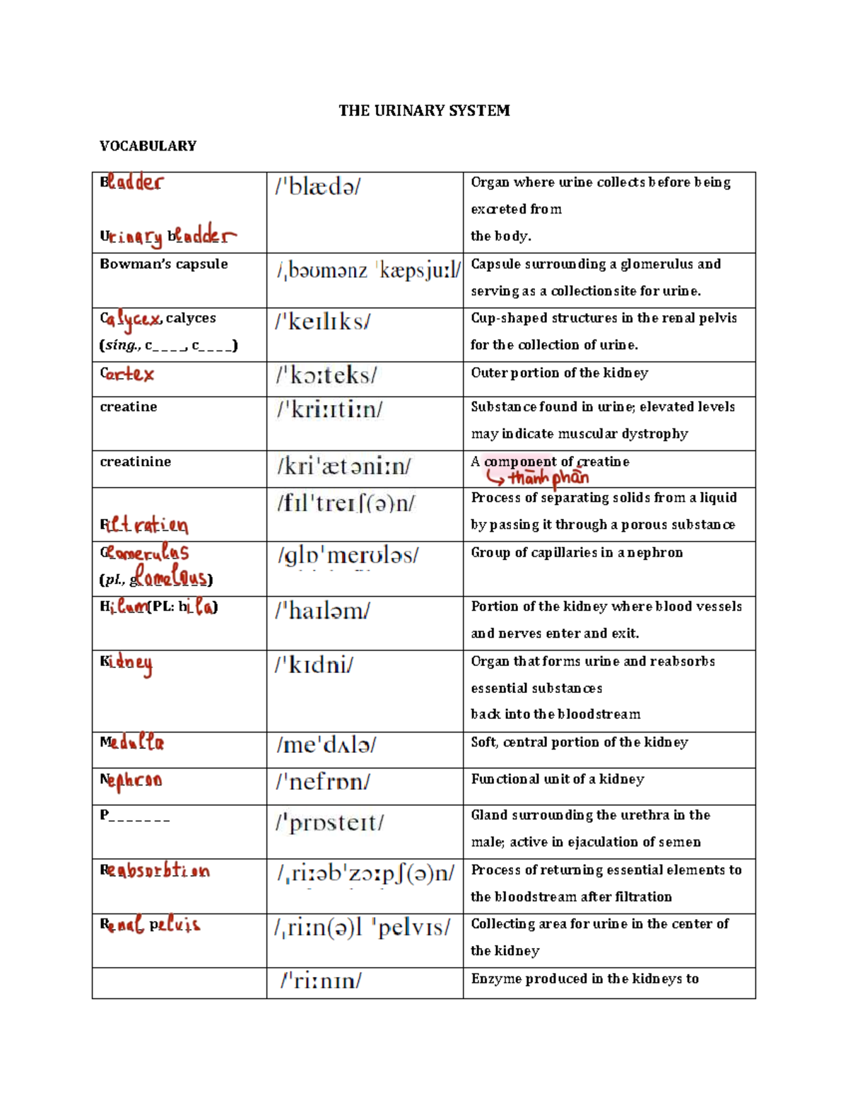 Urinary System Vocabulary Study Guide for Unit 6 - Tieng Anh - Studocu