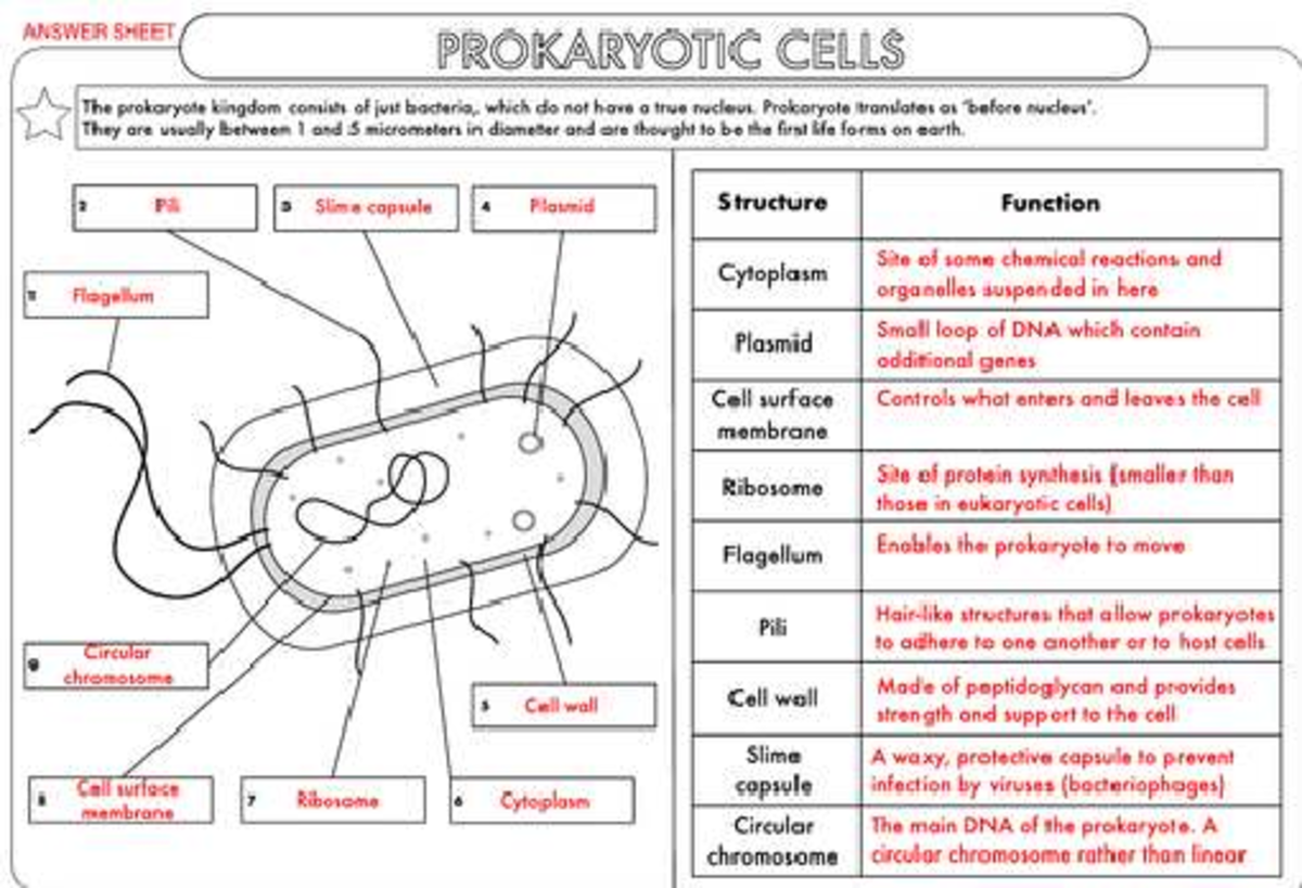 Prokaryotic Cells Overview: Structure and Function Insights - Studocu