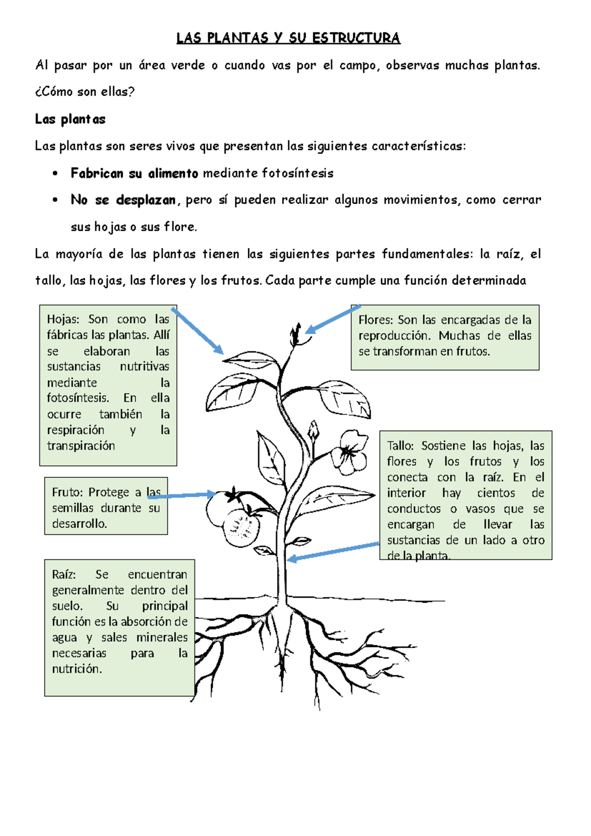 LAS PLANTAS Y SU ESTRUCTURA: ANÁLISIS Y FUNCIONES (Ciencia y ...