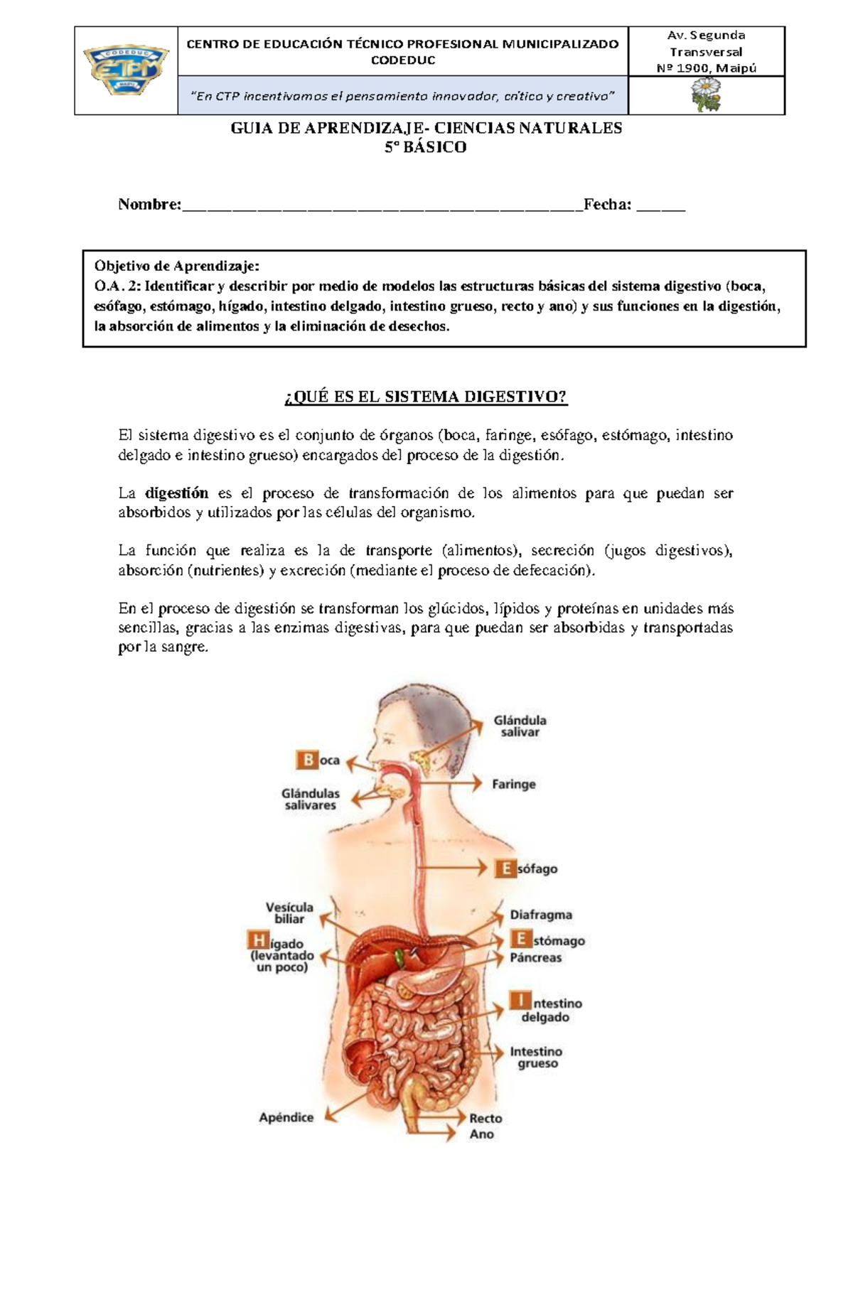 Guía de Aprendizaje: Sistema Digestivo - Ciencias 5º Básico - Studocu