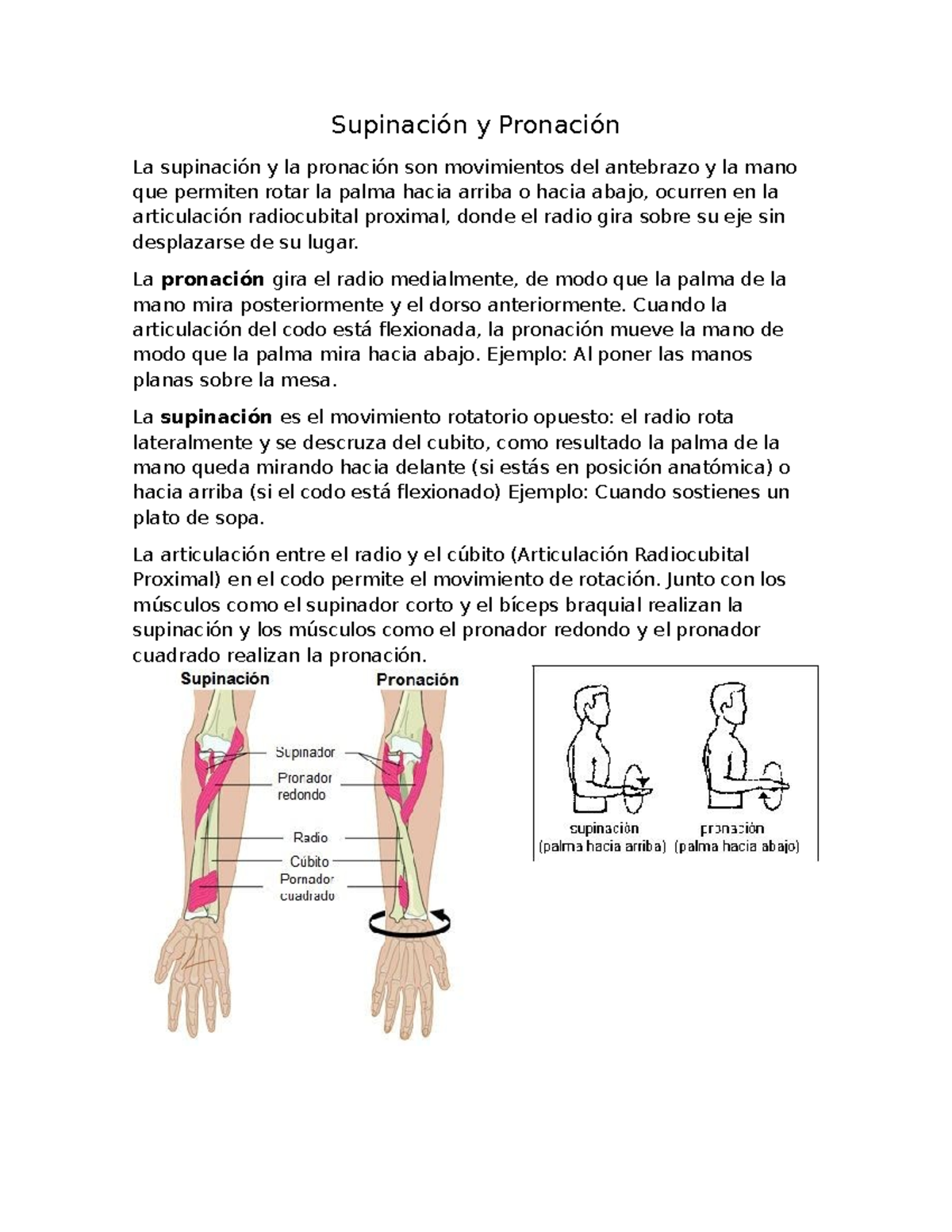 Supinación y Pronación: Movimientos del Antebrazo y Mano - Studocu
