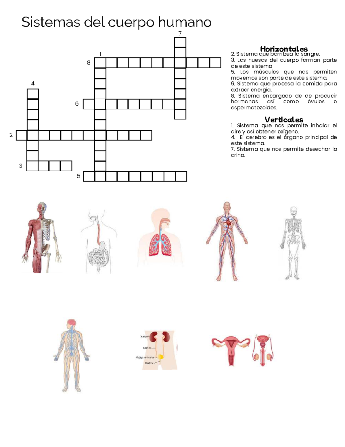 Crucigrama - Horizontales 2. Sistema que bombea la sangre. 3. Los ...