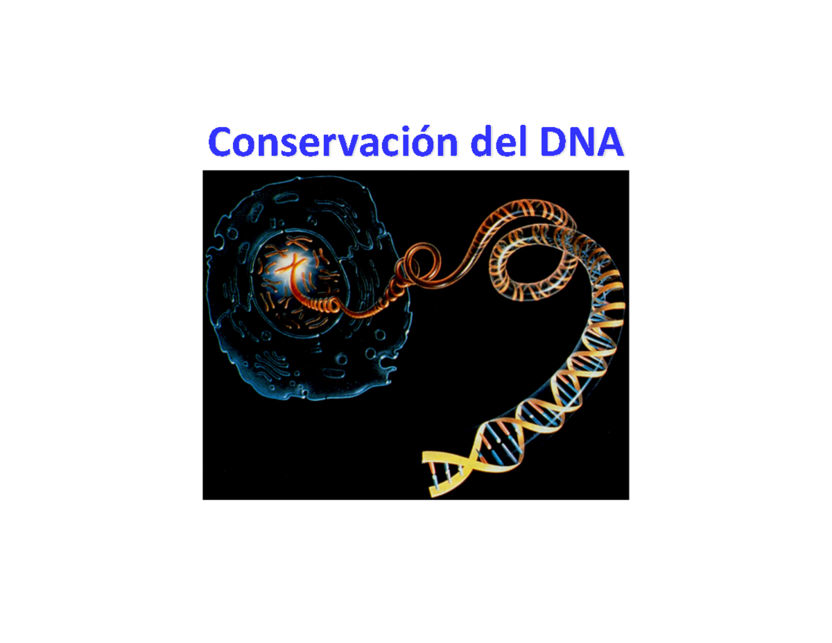 Mitosis y Meiosis actual - Conservación del DNA Fase de reposo o ...