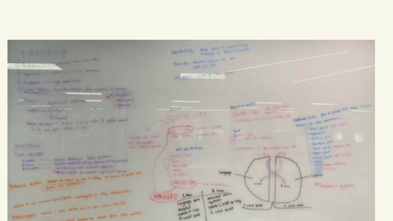 Lecture 4 - CH3: Brain Structure & Function Overview - Studocu