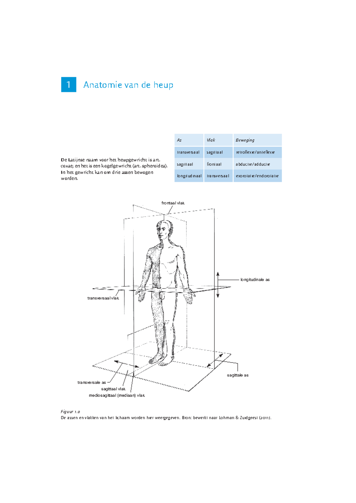 Anatomie en Beweging van de Heup: Inzichten en Figuur 1.0-1.12 ...