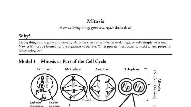 Mitosis and Cell Cycle Overview for Biology 101 Final Exam - Studocu