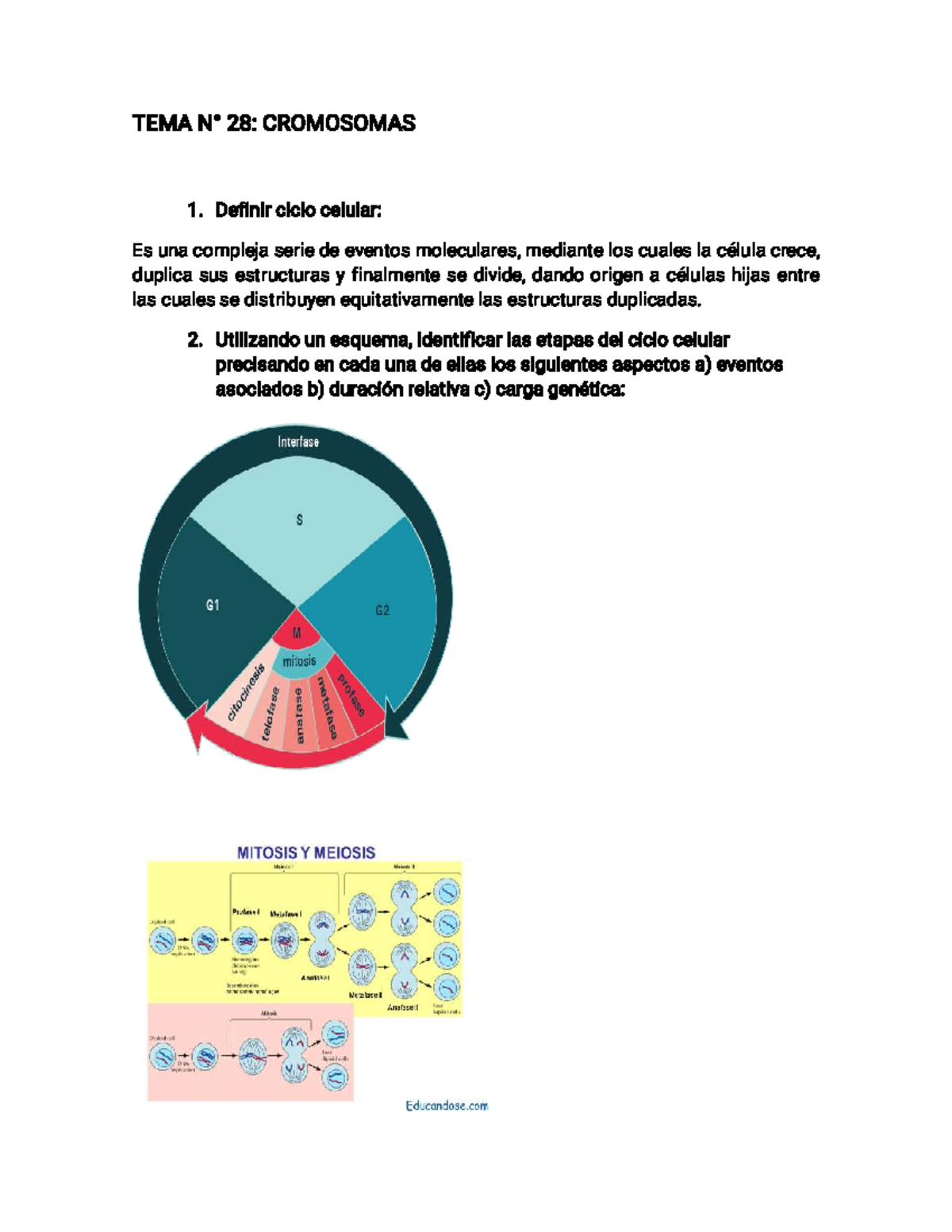 TEMA 28: CROMOSOMAS Y CICLO CELULAR - Apoyo Estudio - Studocu