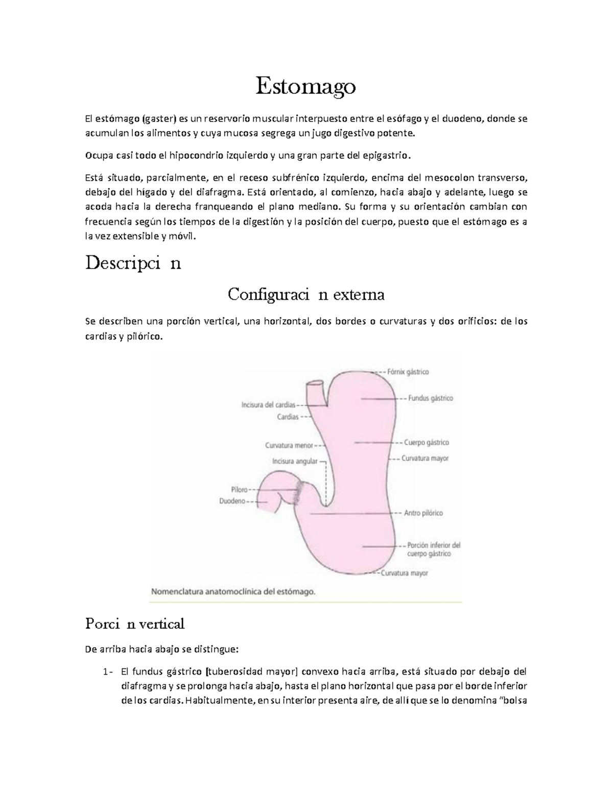Anatomía y Función del Estómago: Un Estudio Detallado - Studocu