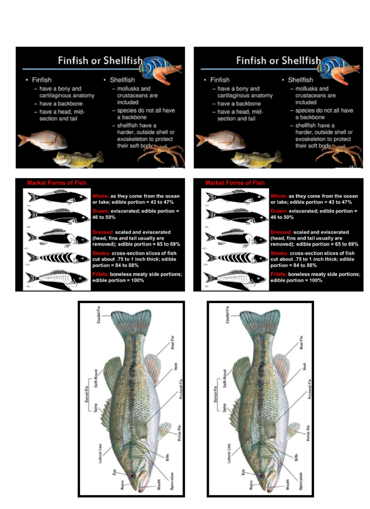 assignment nila - Finfish or Shellfish Finfish or Shellfish Finfish ...