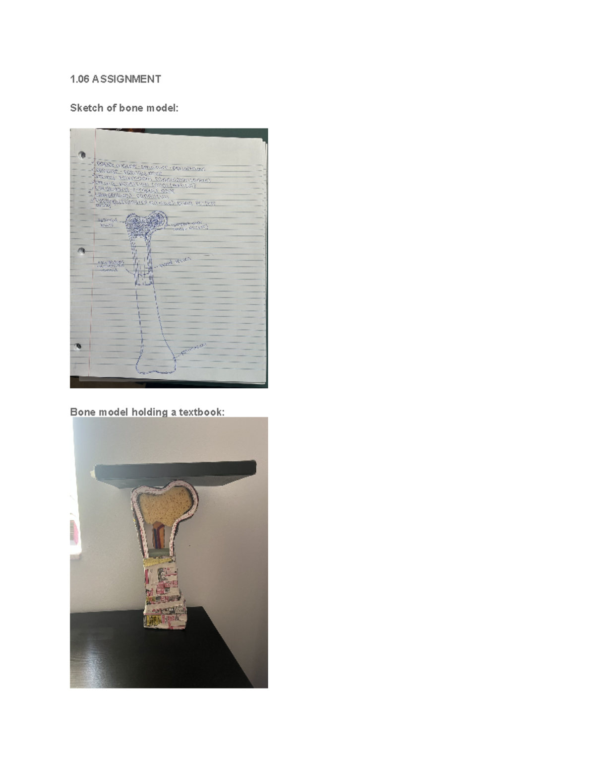 1.06 bone model+ questions - 1 ASSIGNMENT Sketch of bone model: Bone ...
