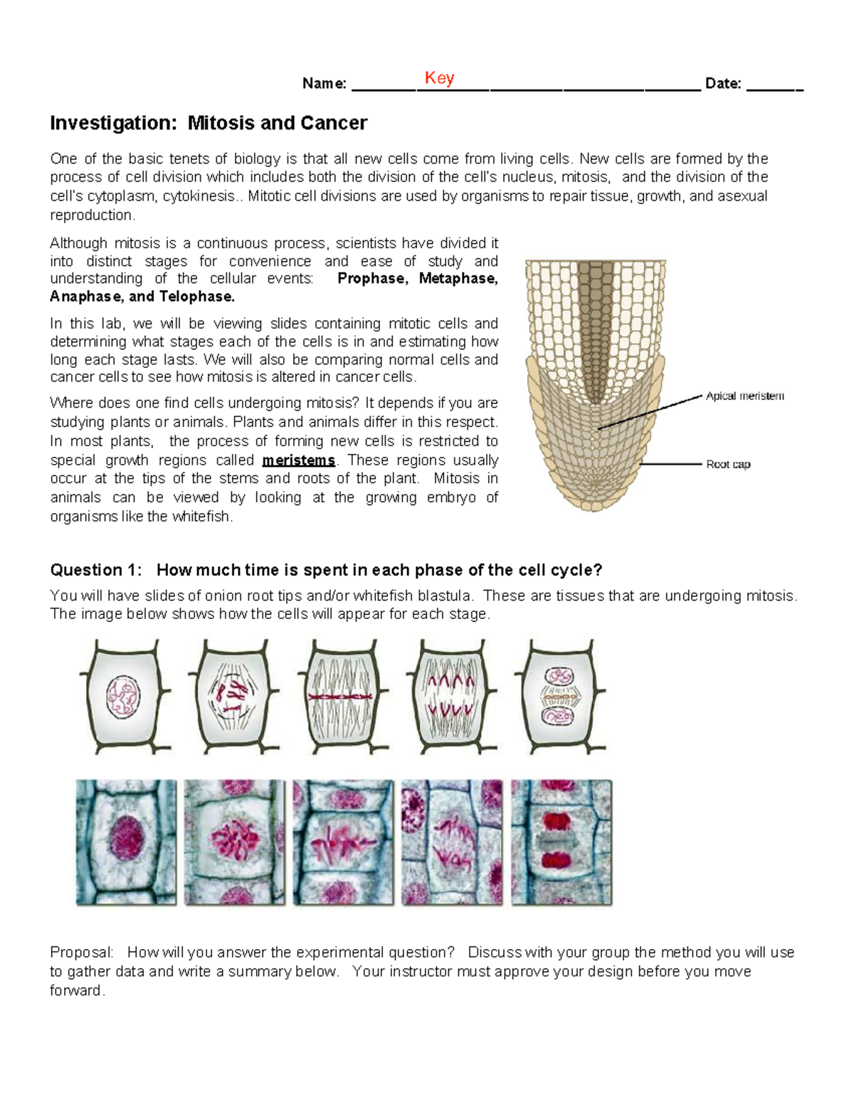 Investigation on Mitosis and Cancer: Key Findings and Procedure - Studocu