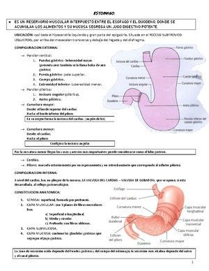 Irrigación e Inervación del esofago - Irrigación del Esófago En el ...