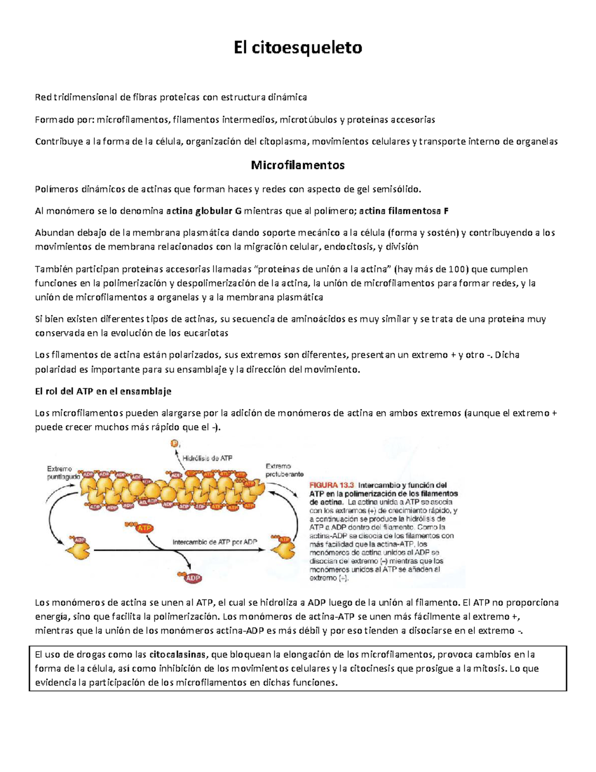 Resumen del Citoesqueleto: Microfilamentos, Filamentos Intermedios y ...