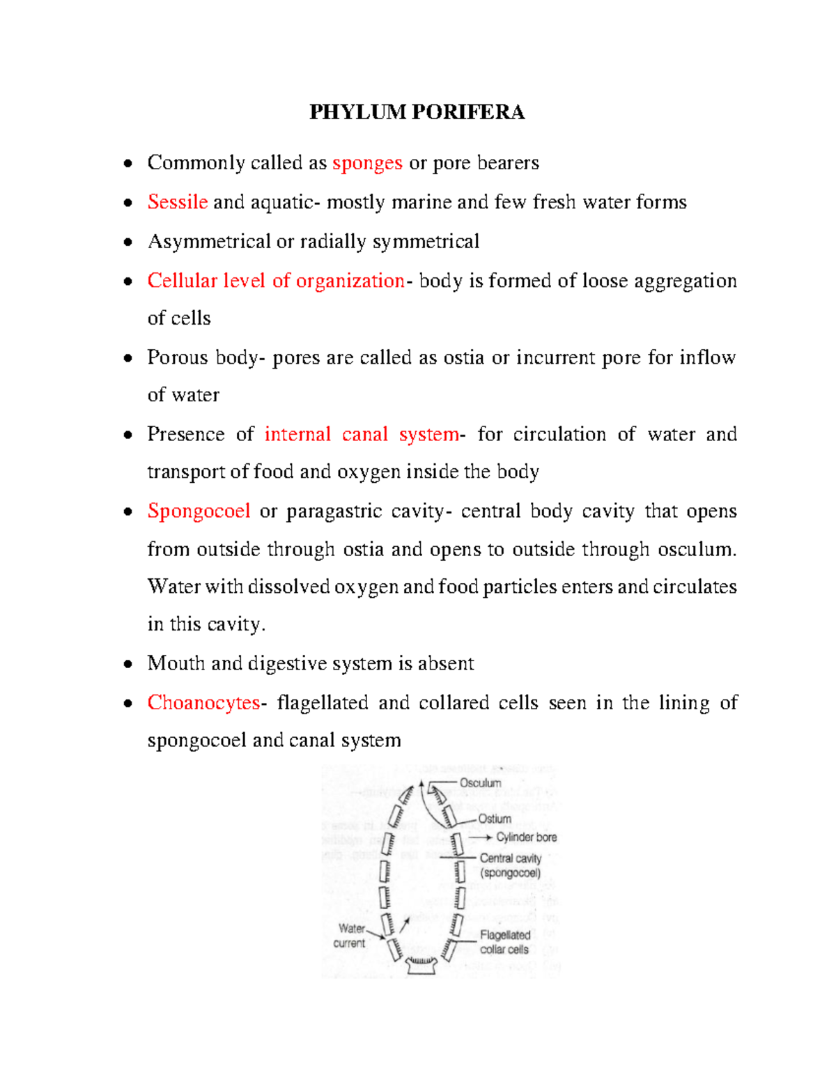 Lecture Notes on Phylum Porifera: Structure, Classification, and ...