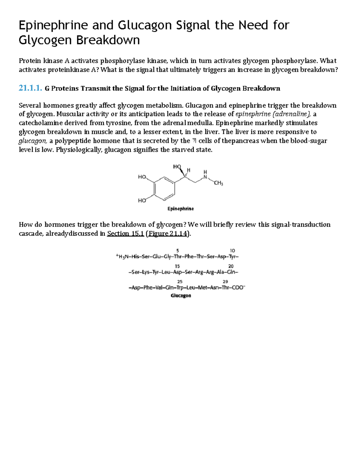 Glycogen Breakdown Regulation: Role of Epinephrine & Glucagon - Studocu