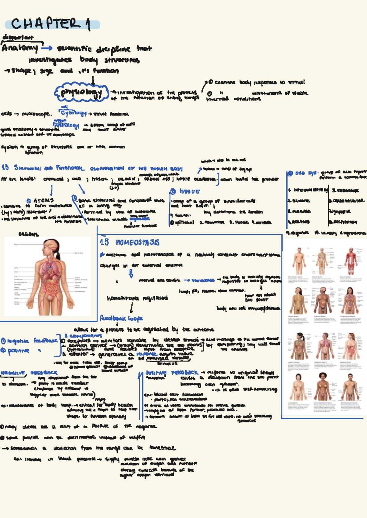 Anatomy and Physiology: Cell Biology, Tissues, and Organ Systems ...