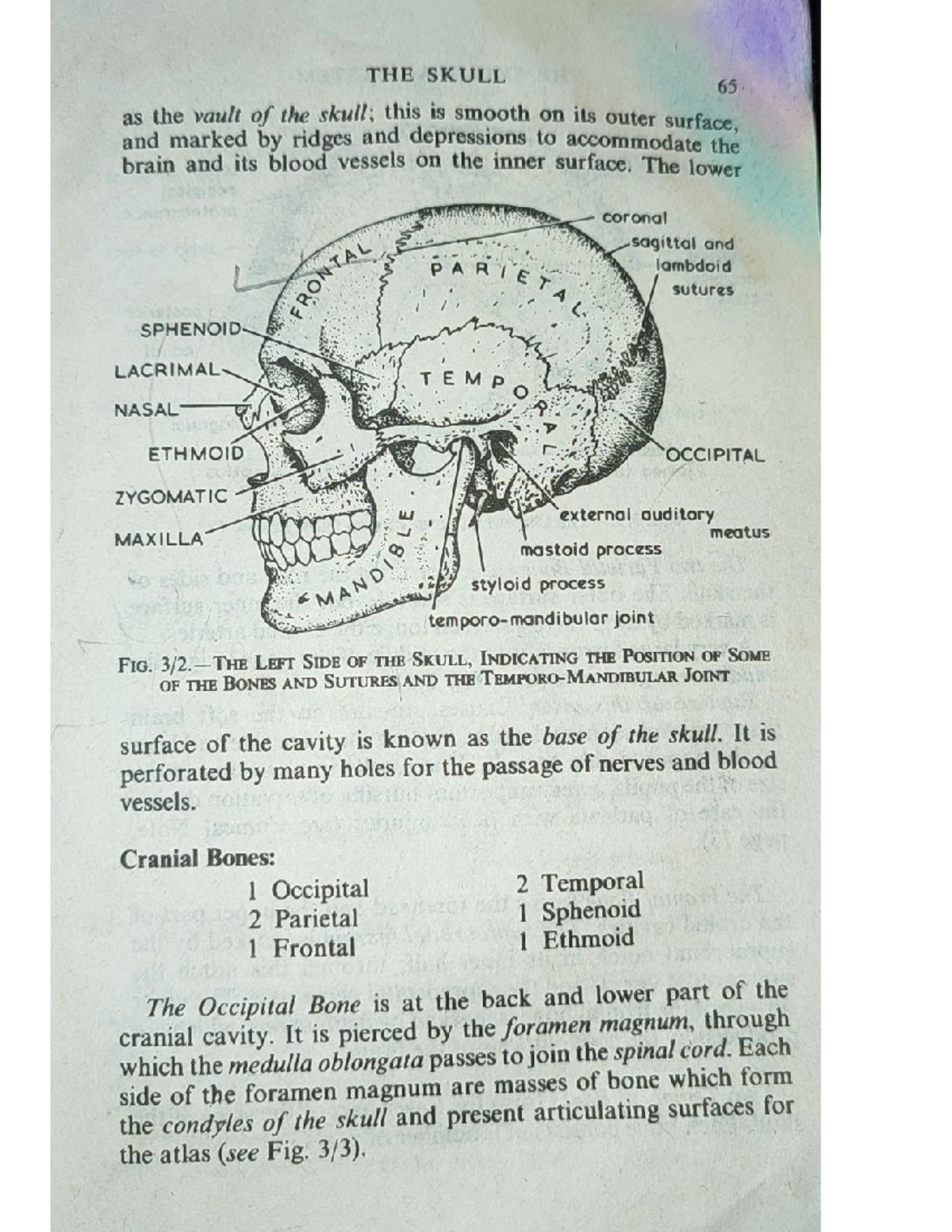 The Skull and Vertebral Column: Anatomy and Function Study Guide - Studocu