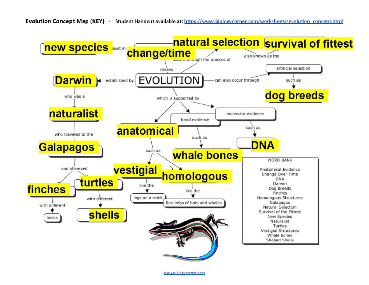 Evolution Concept Map KEY-1 - BSC 110 - html biologycorner - Studocu