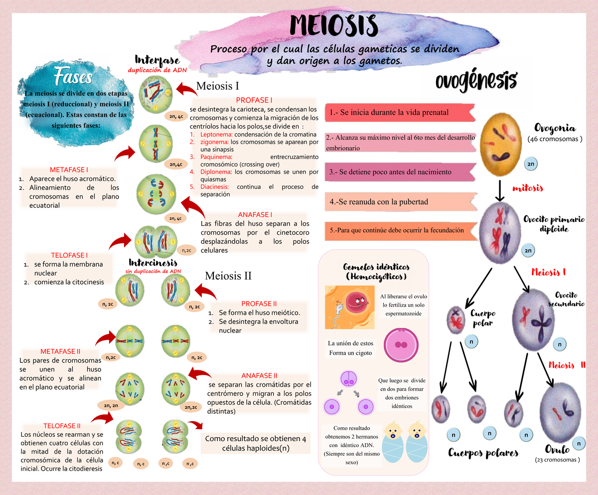 Meiosis: Proceso y Fases en la Formación de Gametos - Biología - Studocu